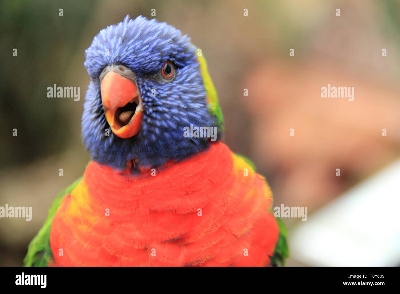 Lorikeet tongue hi-res stock photography and images - Alamy