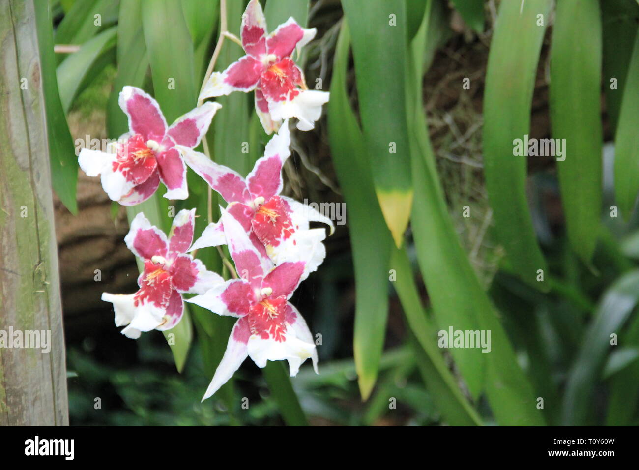 Orchids seeds hi-res stock photography and images - Alamy