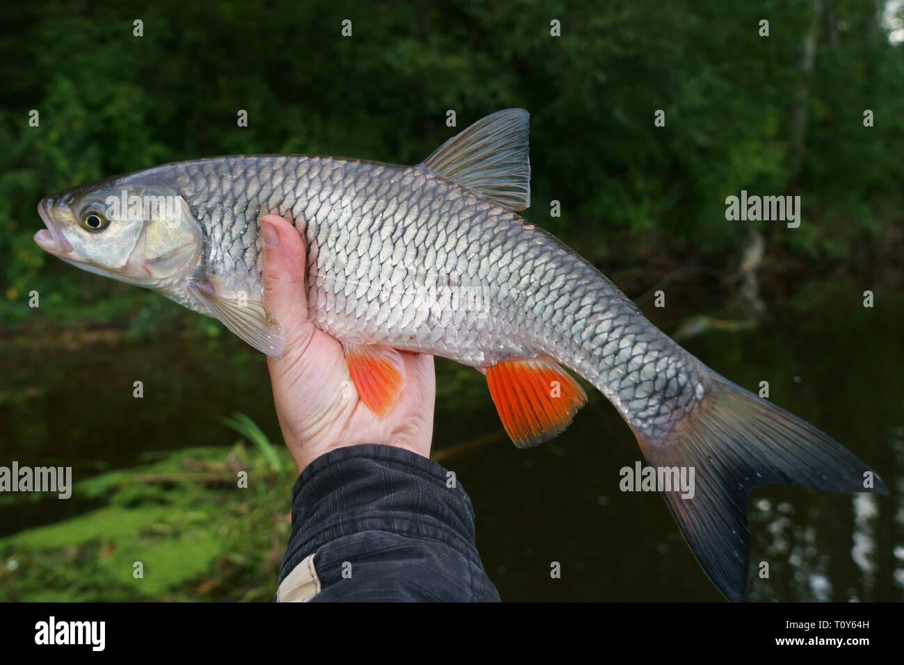 Chub Fishing Stock Photos & Chub Fishing Stock Images - Alamy