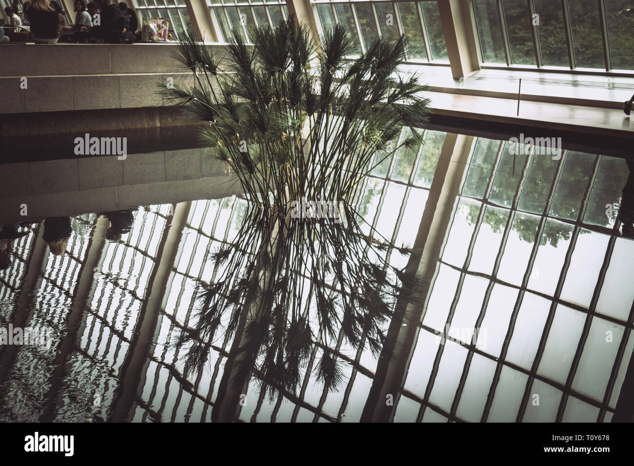 The reflecting pool with reeds and lots of windows in the Dendur Temple ...