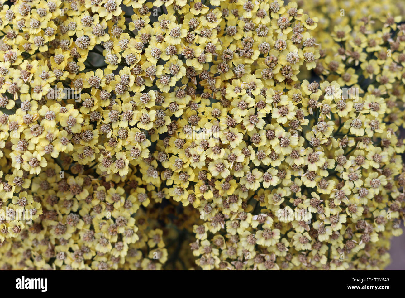 Achillea millefolium variety inca gold hi-res stock photography and ...