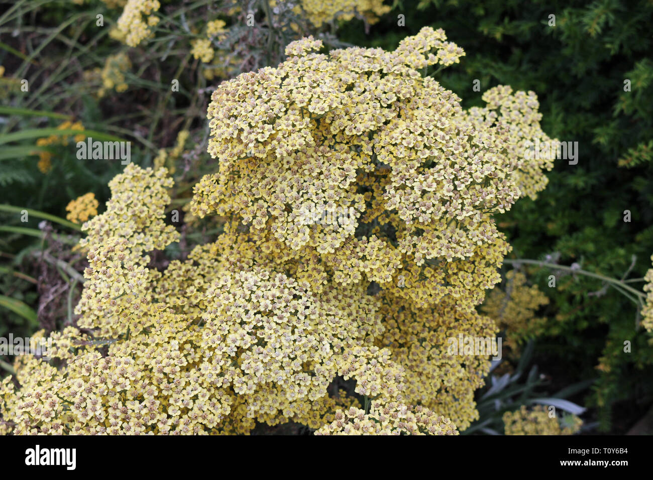Yellow ornamental yarrow, Achillea millefolium variety Inca Gold ...