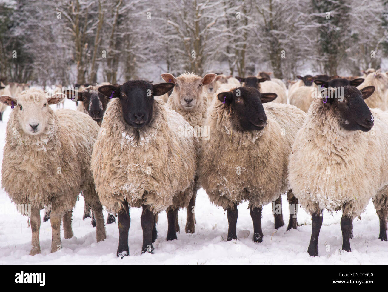 Real wool hi-res stock photography and images - Alamy