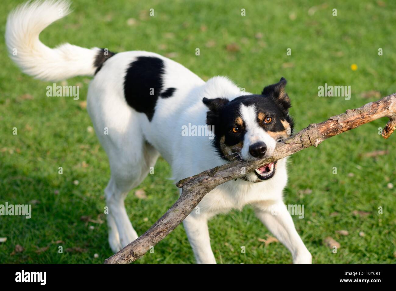 Herding stick hi-res stock photography and images - Alamy