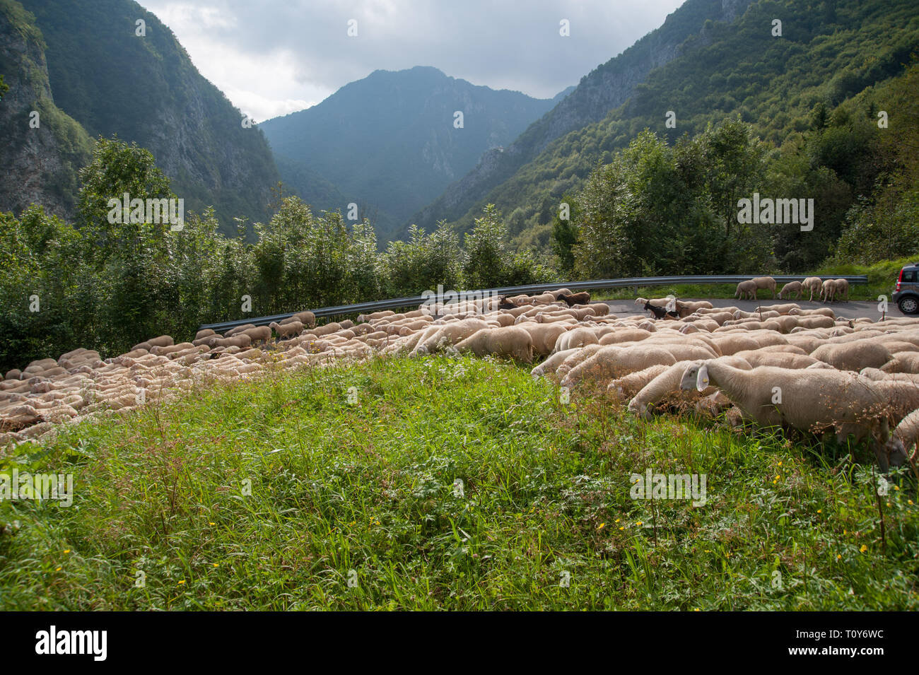 Transhumance migration hi-res stock photography and images - Alamy