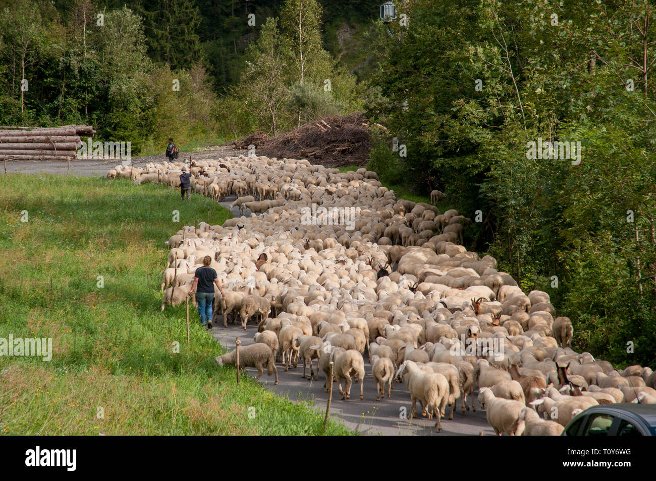 Transhumance migration hi-res stock photography and images - Alamy
