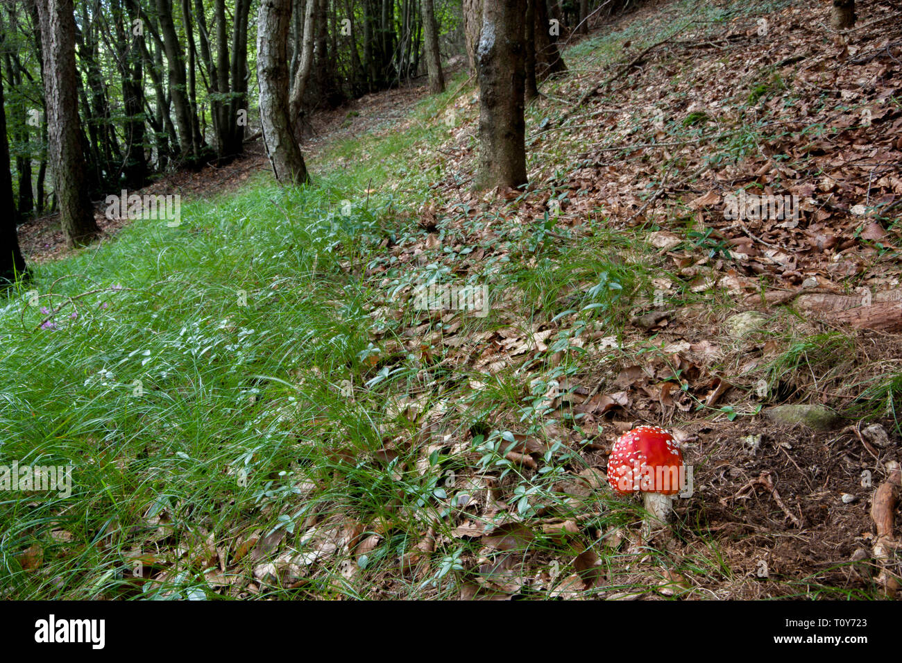 mushroom beautiful fairy tales in the Woods Stock Photo - Alamy