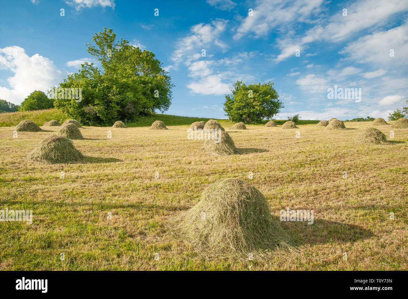 Cutting grass in agriculture Stock Photo - Alamy