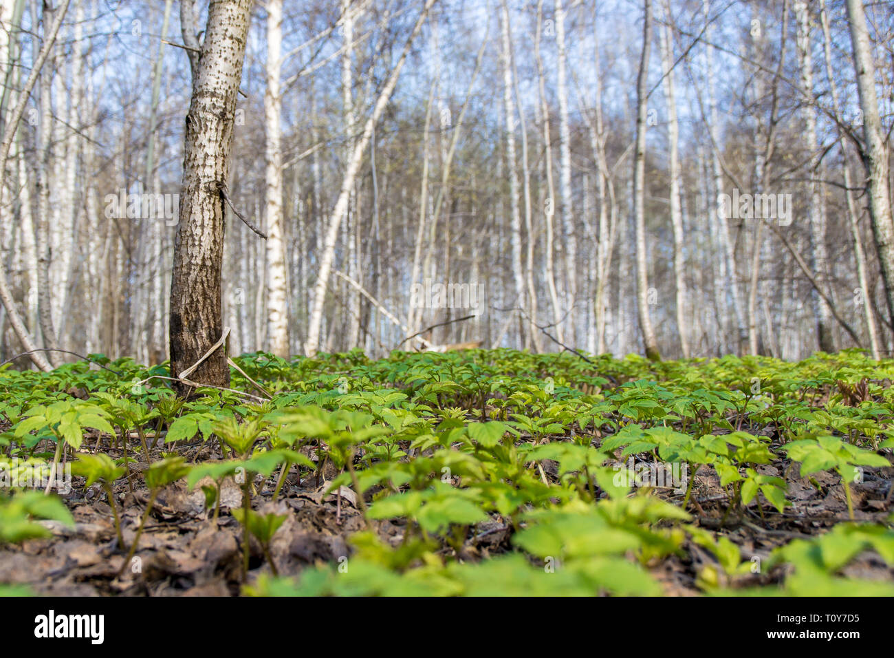 First forest nature background hi-res stock photography and images - Alamy