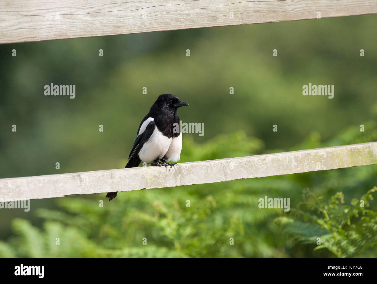 Magpie fence hi-res stock photography and images - Alamy