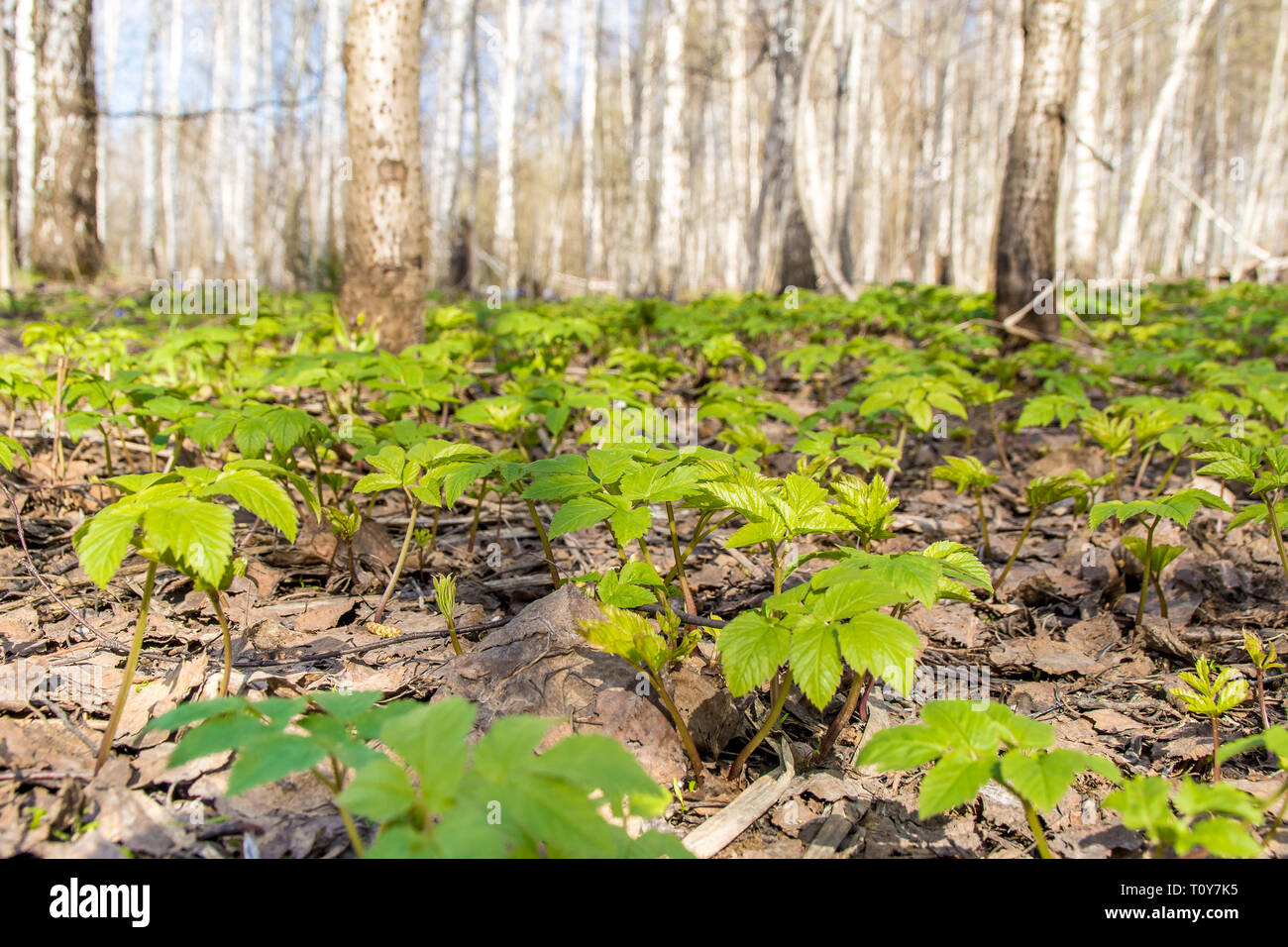 Garden forest spring color foliage flora hi-res stock photography and ...