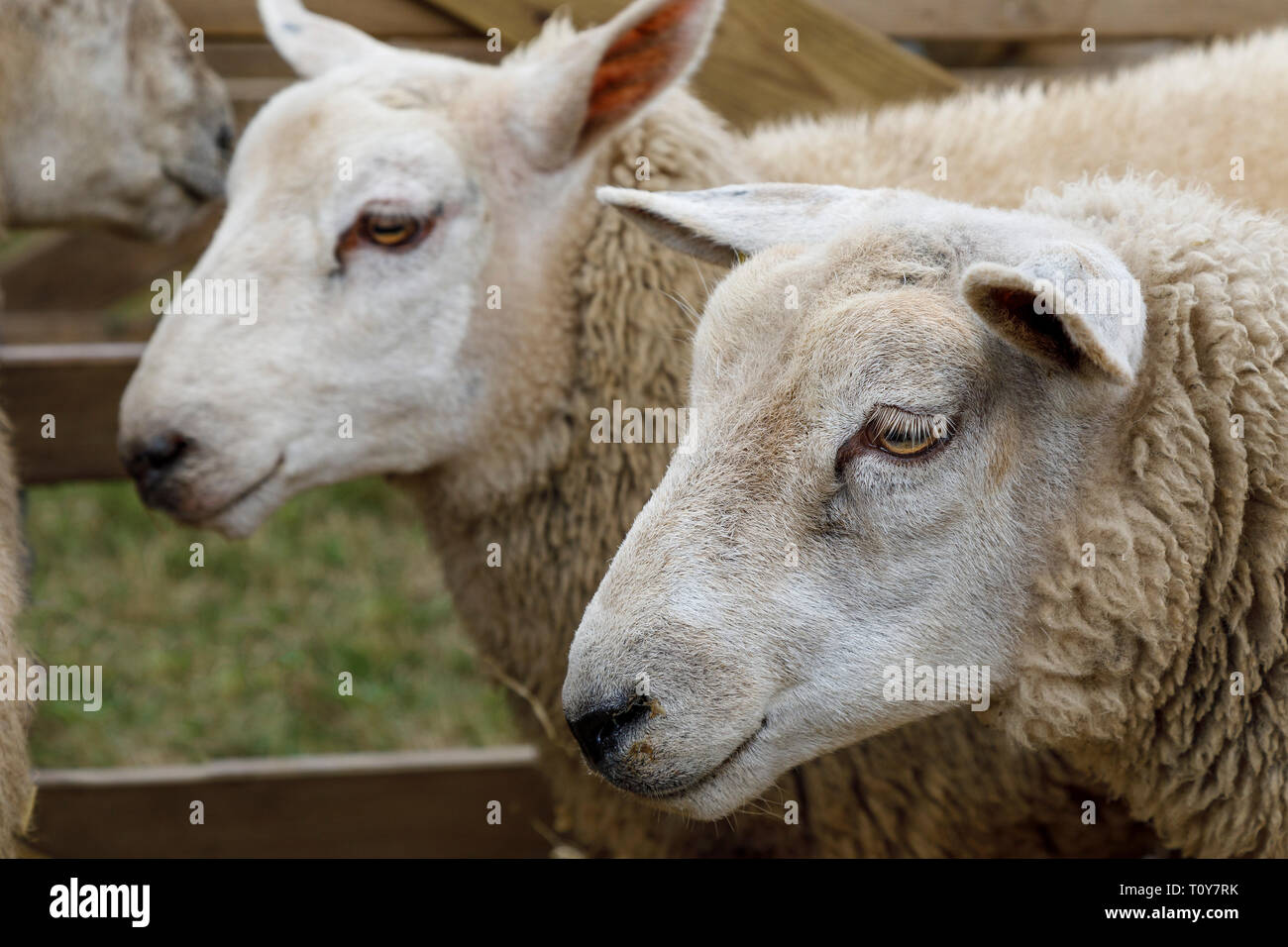 Sheep Livestock Judging at Corazon Stafford blog