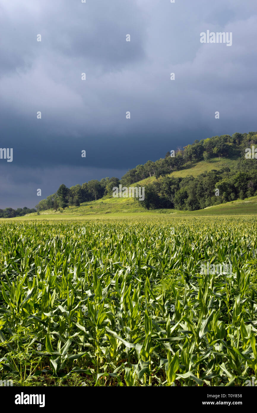 Gray storm clouds gather over a corn field near Taliesin, the estate of ...