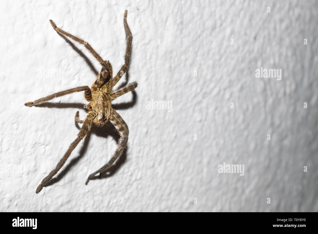 Huge orange spider on house wall in Peten, Guatemala Stock Photo - Alamy
