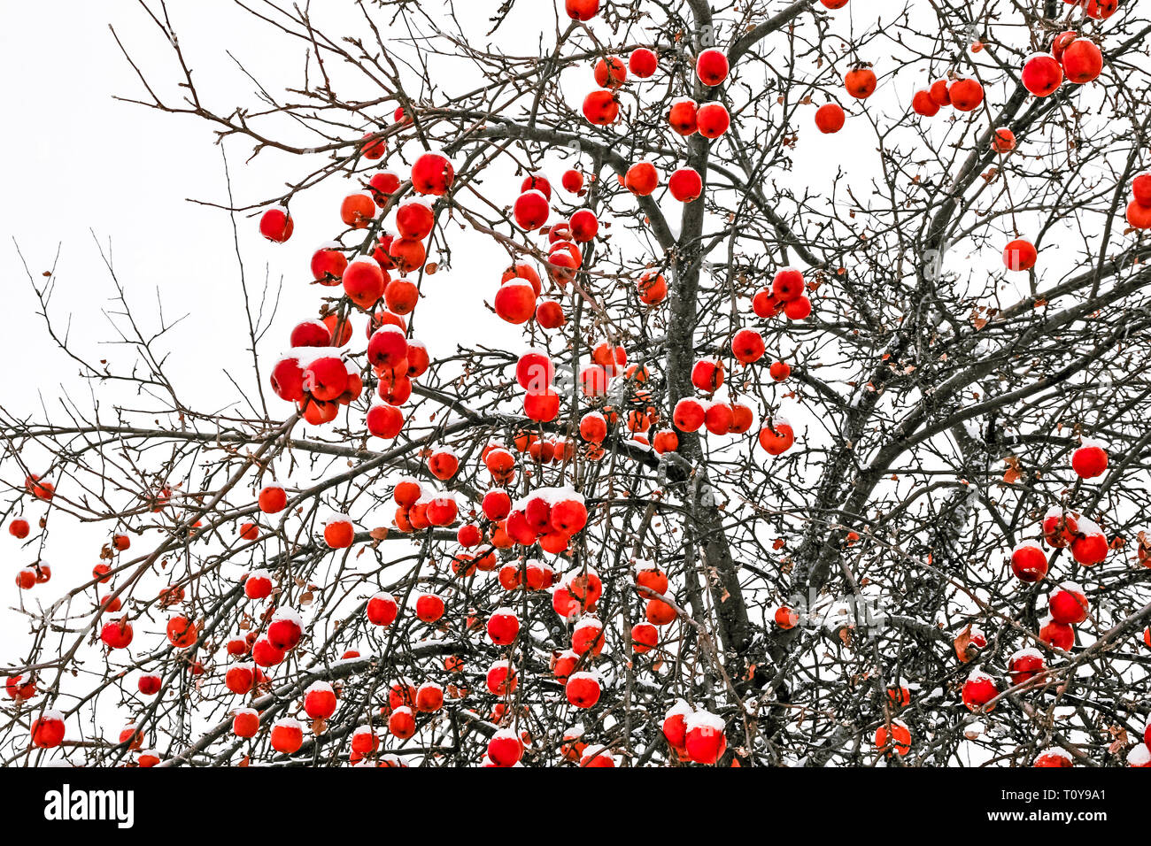 Orange fruit tree snow hi-res stock photography and images - Alamy
