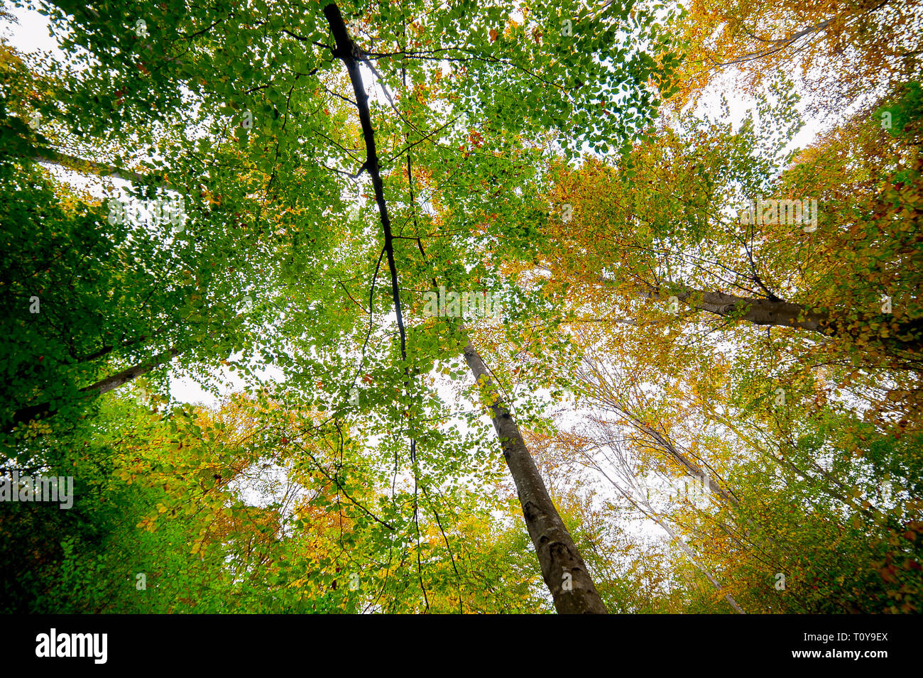colorful forest seen from below Stock Photo - Alamy