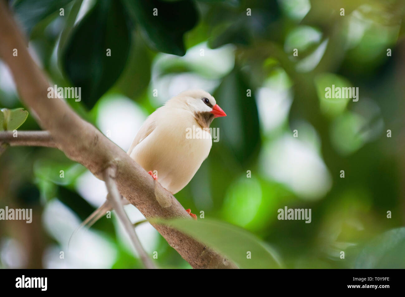 Fawn shaft-tail finch, rare Australian bird, on a branch. Selective ...