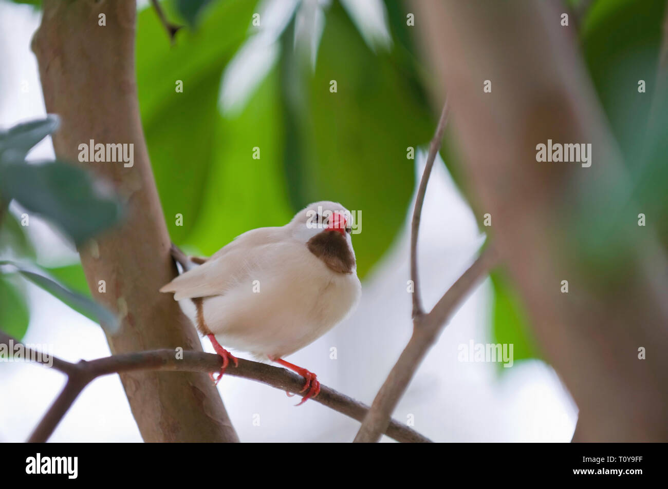 Tail shaft hi-res stock photography and images - Alamy