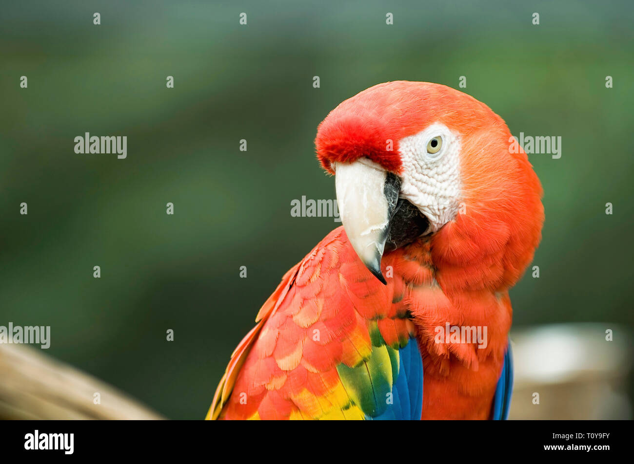 Parrot looking at camera hi-res stock photography and images - Alamy