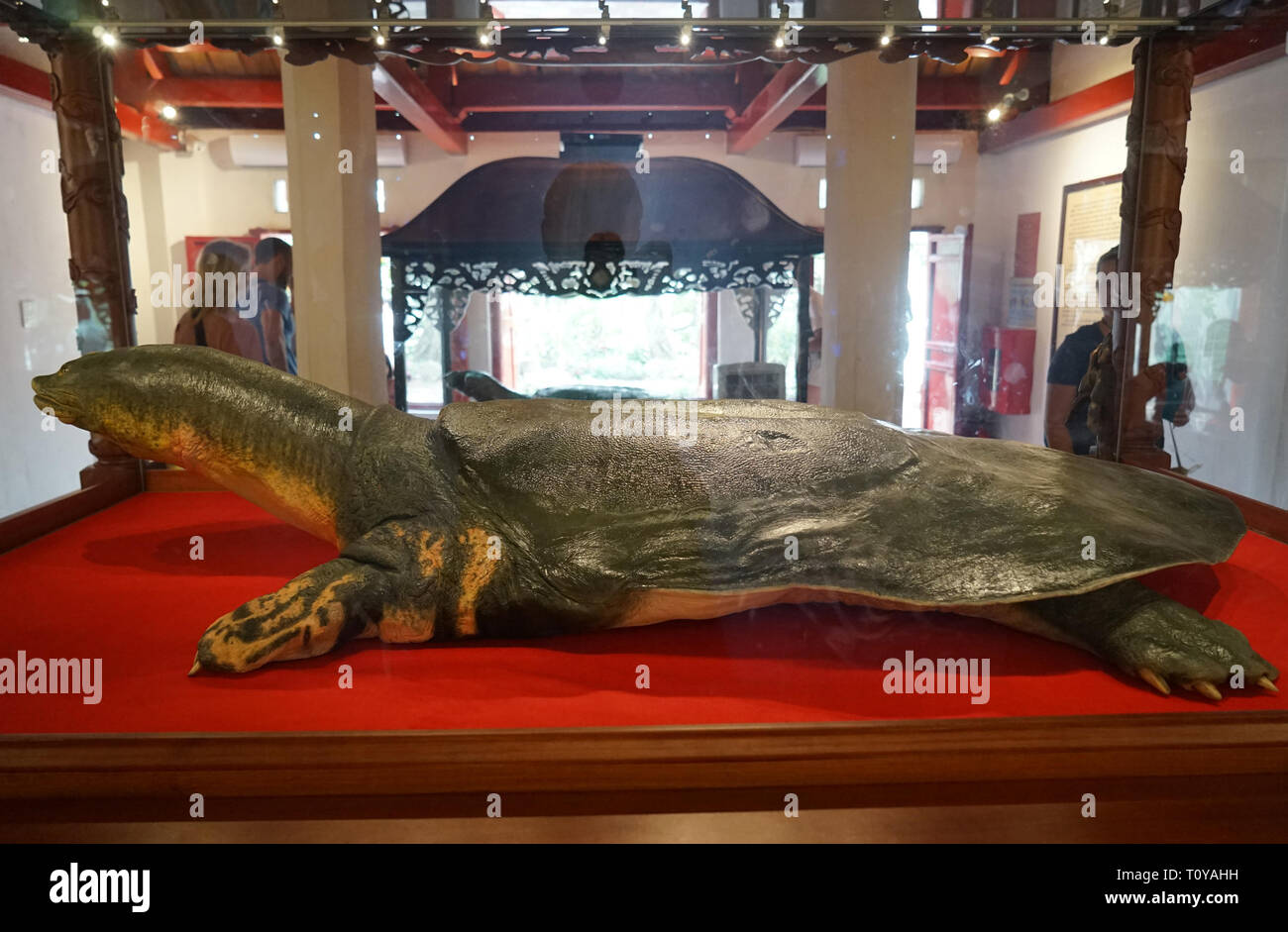 Yangtze giant softshell turtle hi-res stock photography and images - Alamy