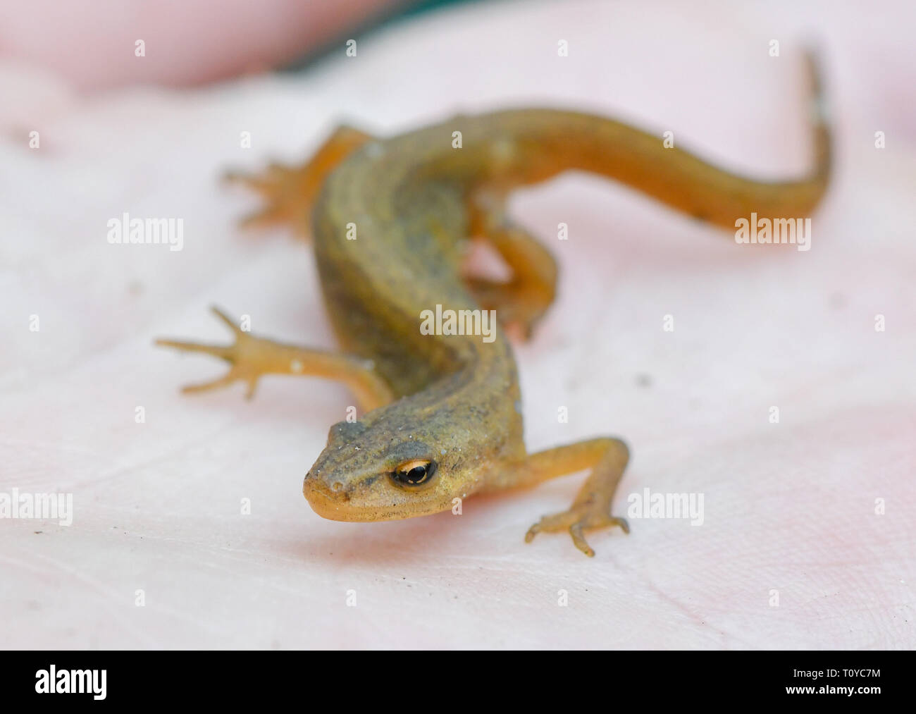 Female smooth newt triturus vulgaris hi-res stock photography and ...