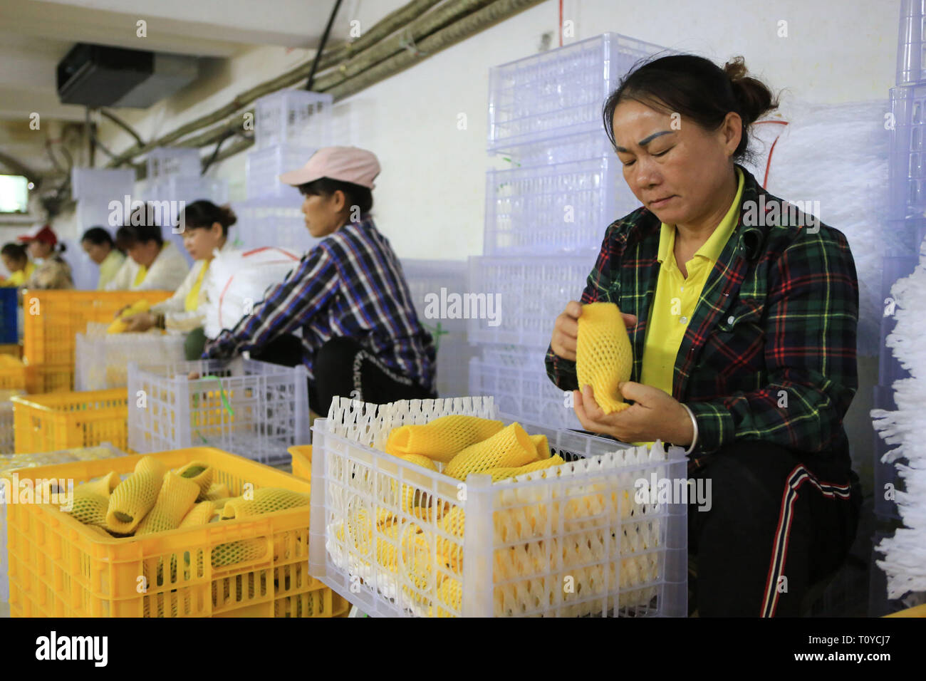 5 mangoes hi-res stock photography and images - Alamy