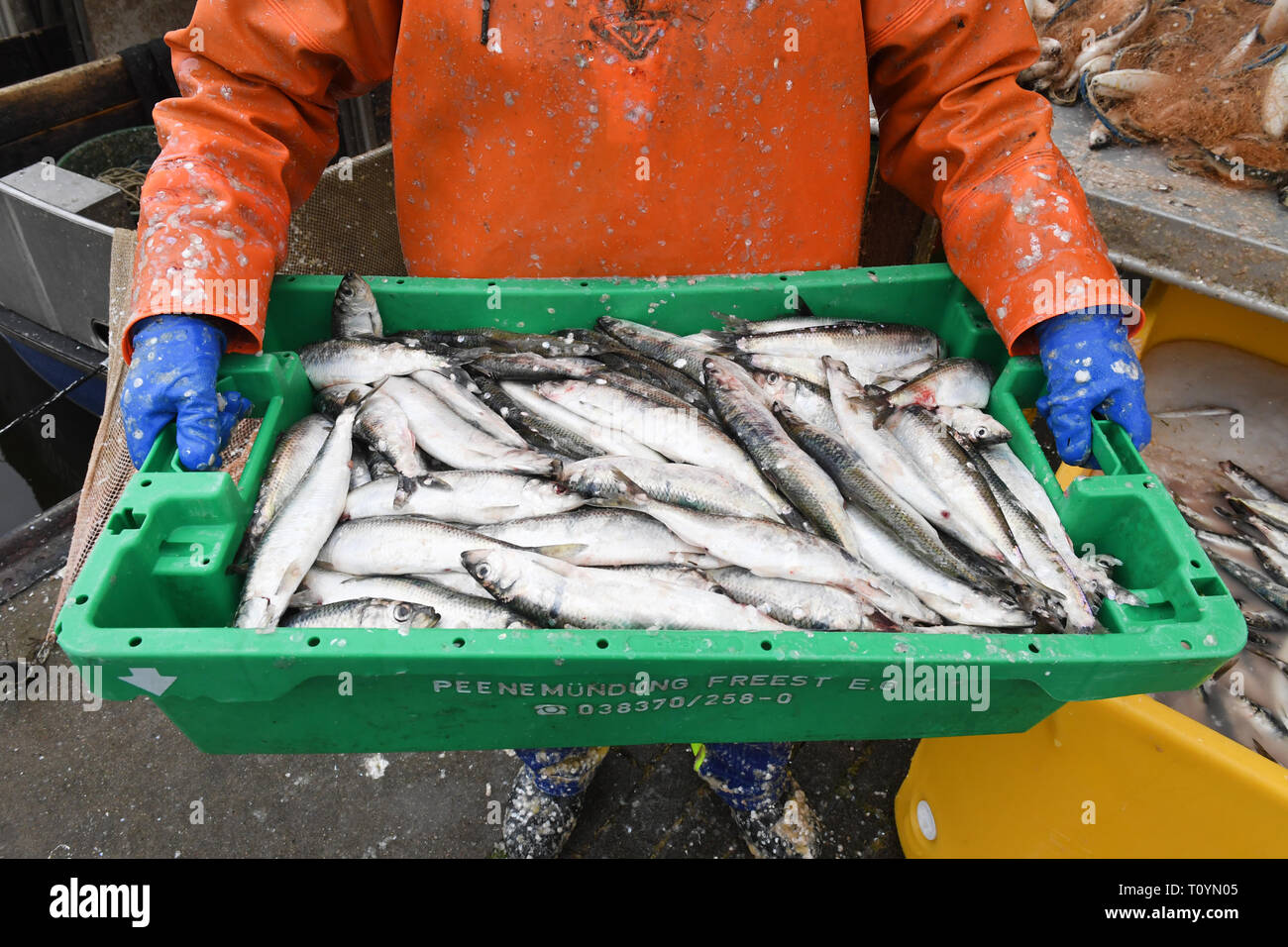 Sprat catch hi-res stock photography and images - Alamy