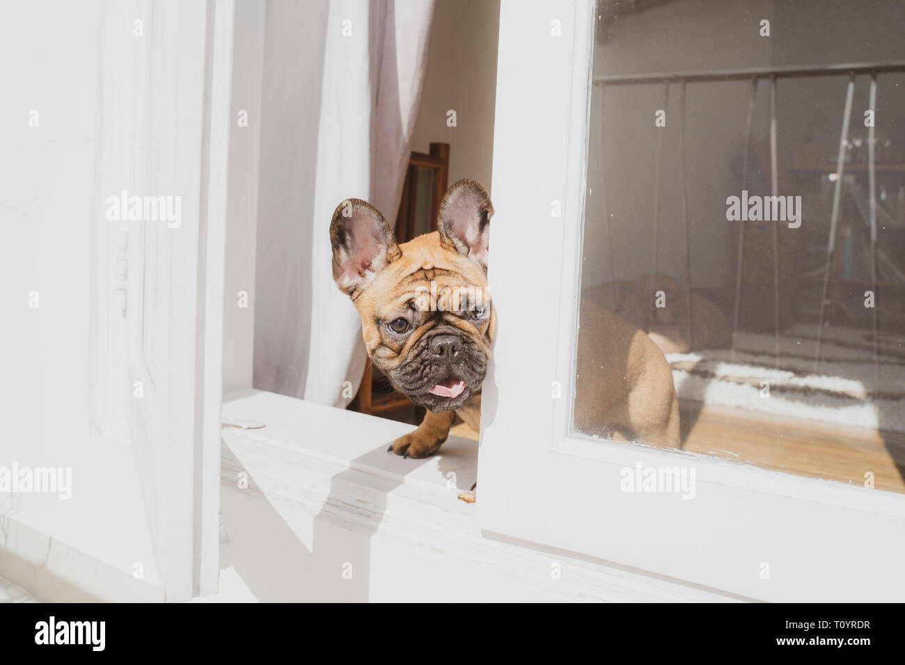 Dogs wait by door Stock Photo - Alamy