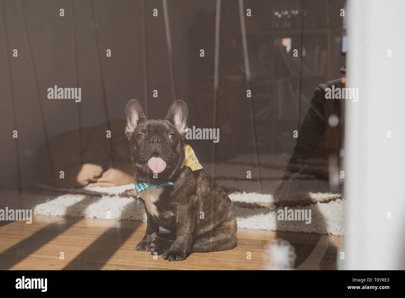 Dogs wait by door Stock Photo - Alamy