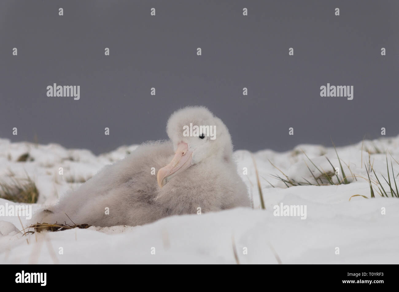 Largest wandering albatross wingspan hi-res stock photography and ...