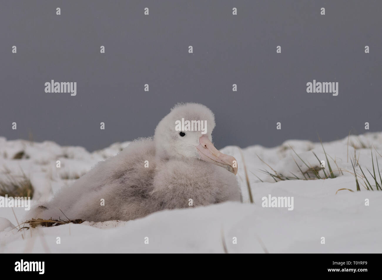 Largest wandering albatross wingspan hi-res stock photography and ...