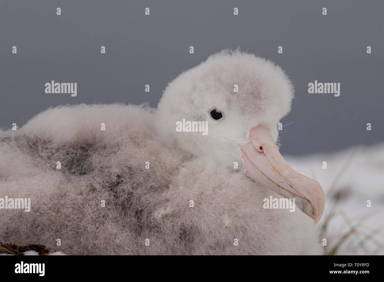 Young Wandering Albatross sitting in snow Stock Photo - Alamy