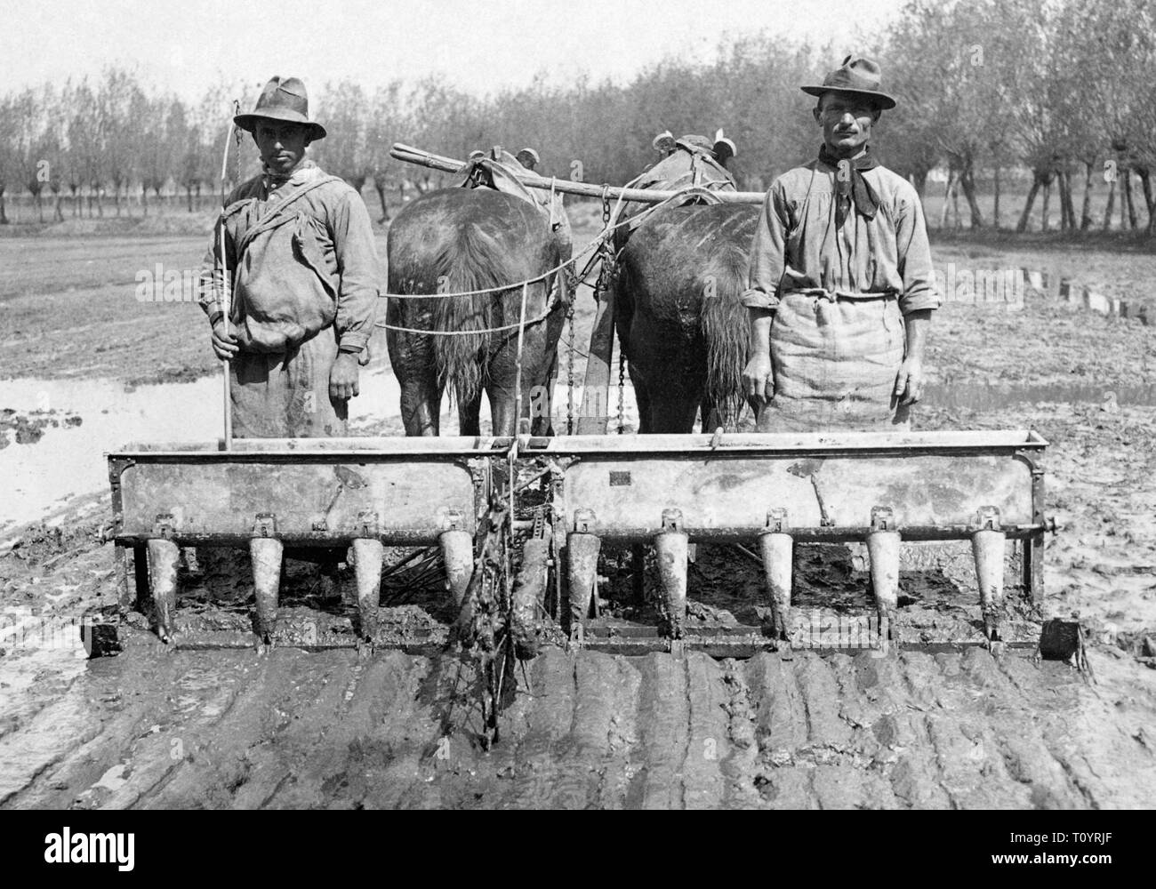 agriculture, rice field, 1910-1920 Stock Photo - Alamy