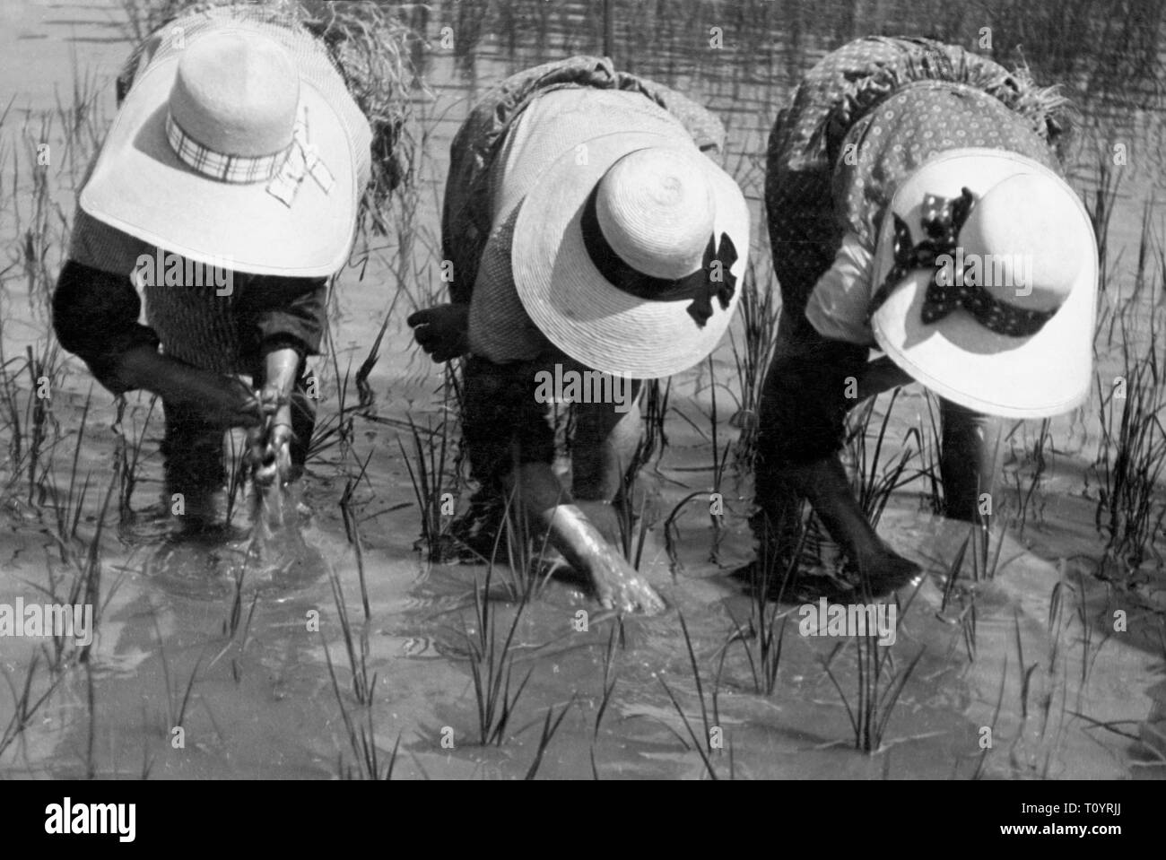 Ground rice Black and White Stock Photos & Images - Alamy