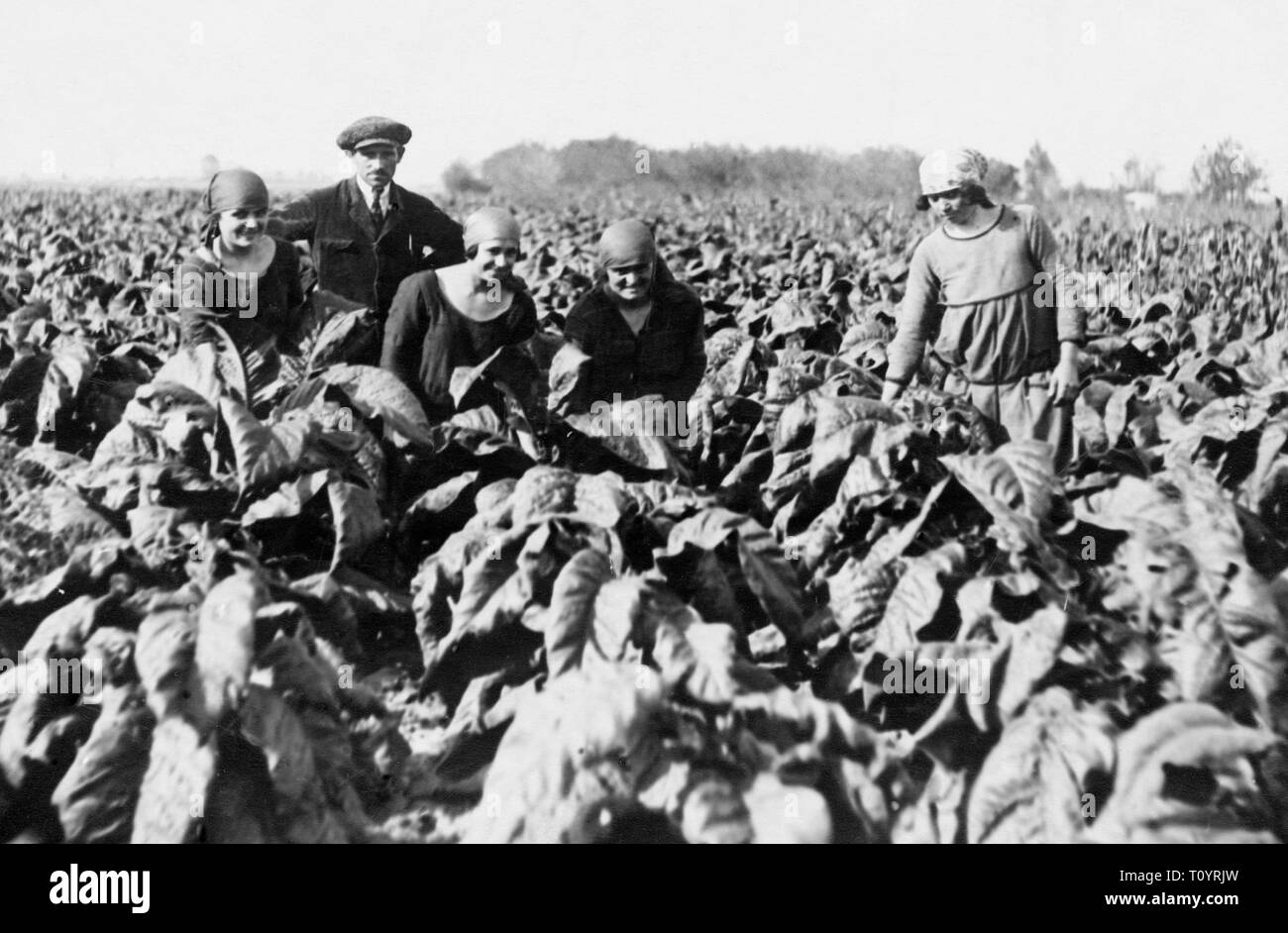 Growing tobacco Black and White Stock Photos & Images - Alamy