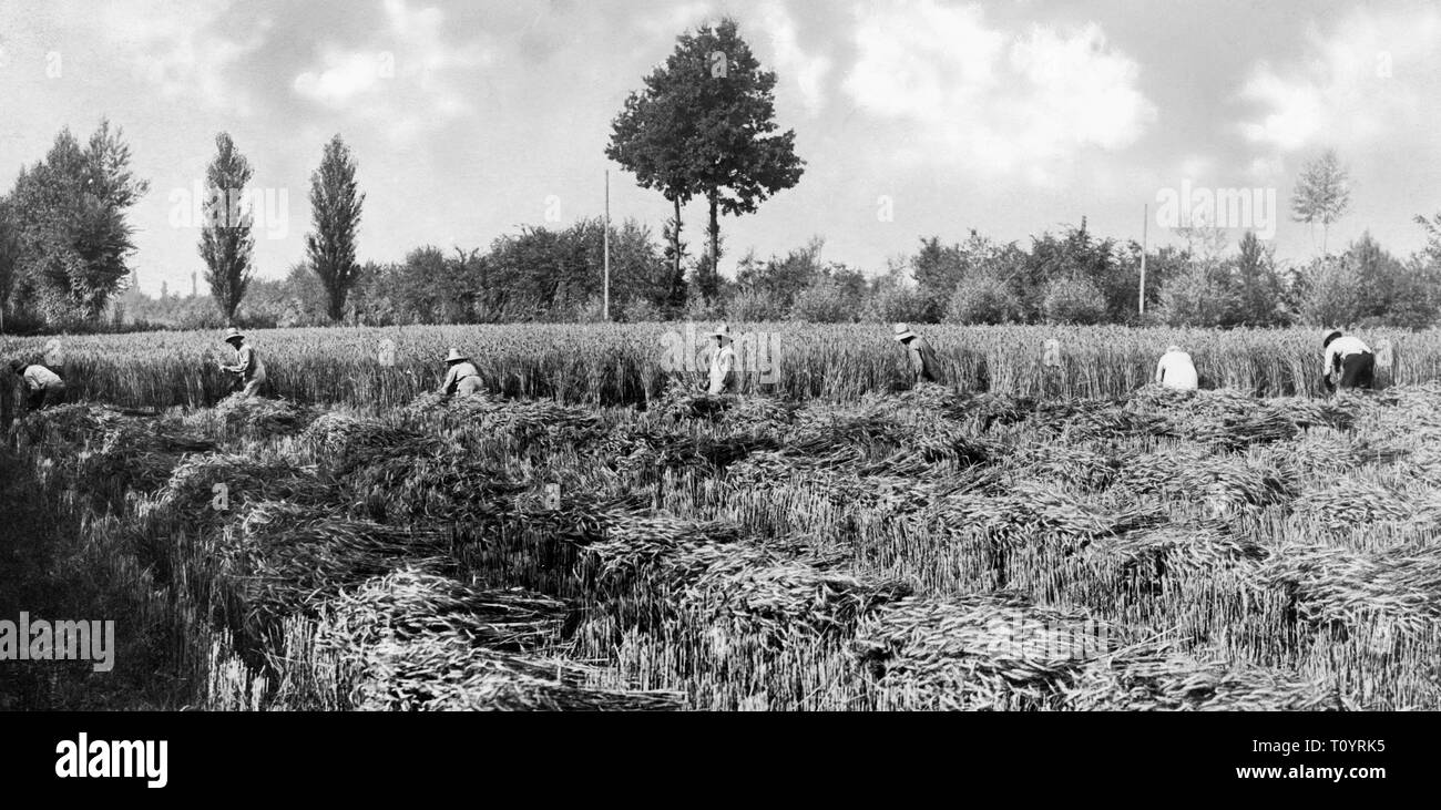 Farmers cornfield Black and White Stock Photos & Images - Alamy