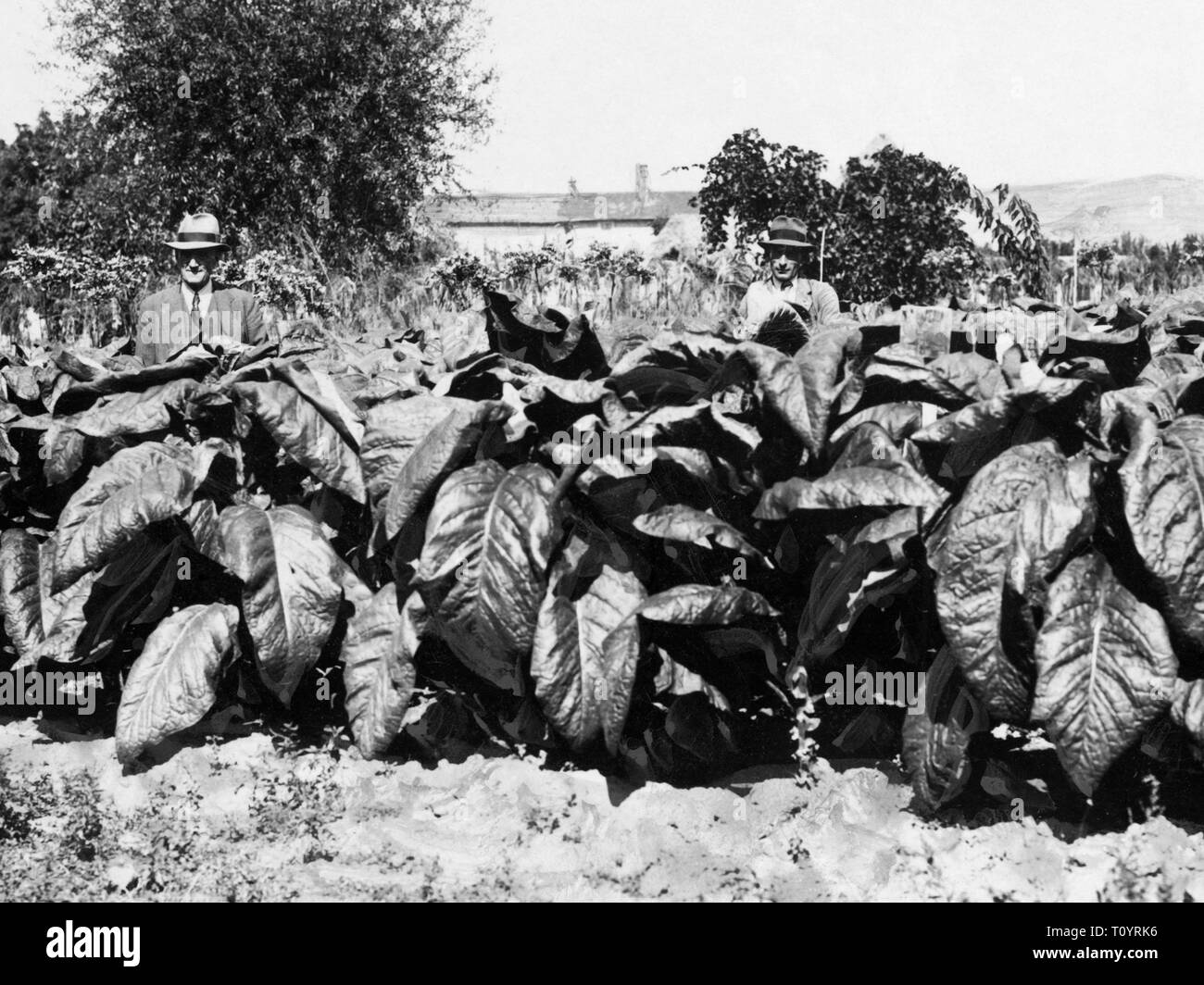 Growing tobacco Black and White Stock Photos & Images - Alamy