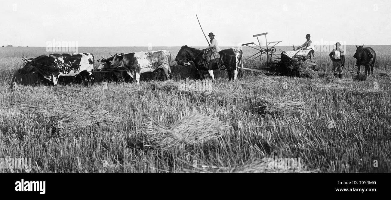 Cornfield reaping hi-res stock photography and images - Alamy