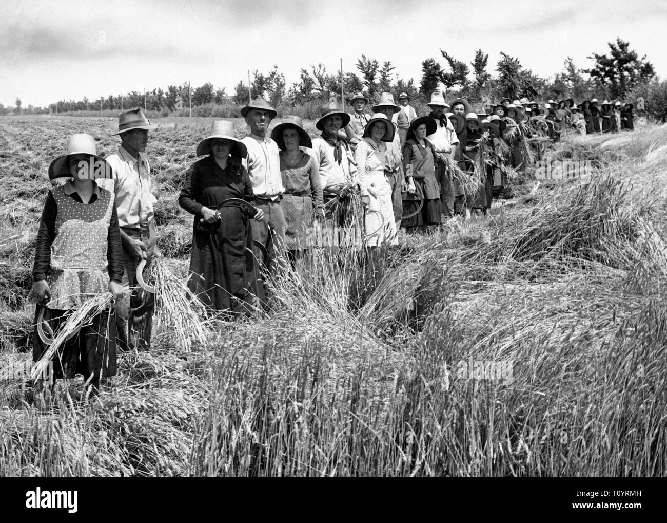 reaping , 1930-1940 Stock Photo - Alamy