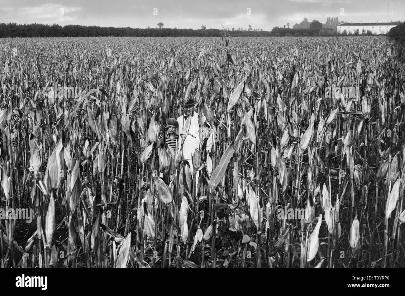 field of maize, 1930-1940 Stock Photo - Alamy