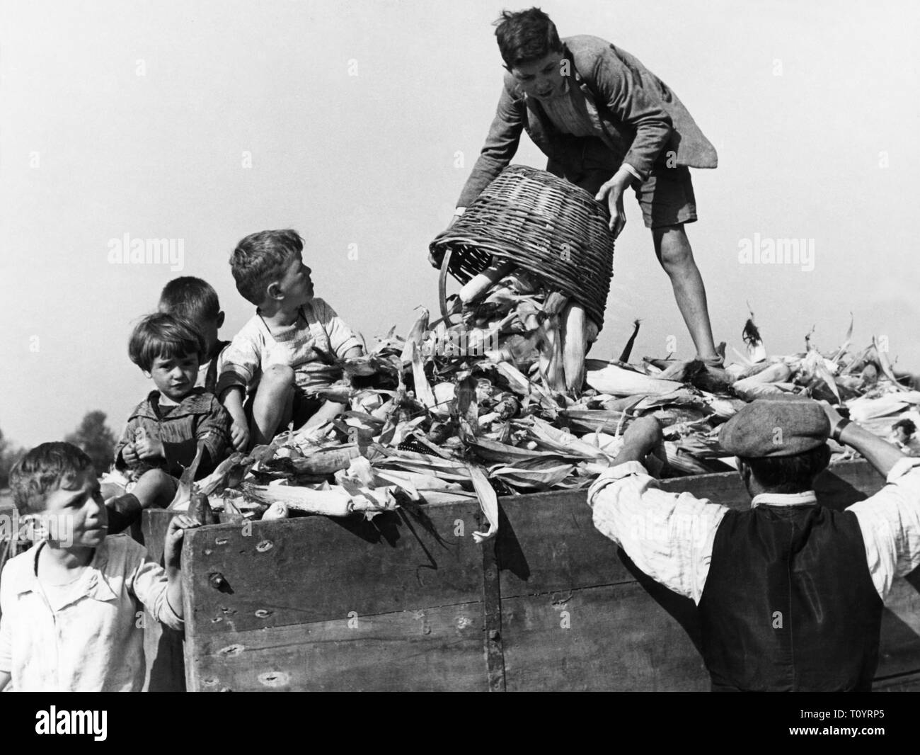 corn transport, 1940 Stock Photo - Alamy