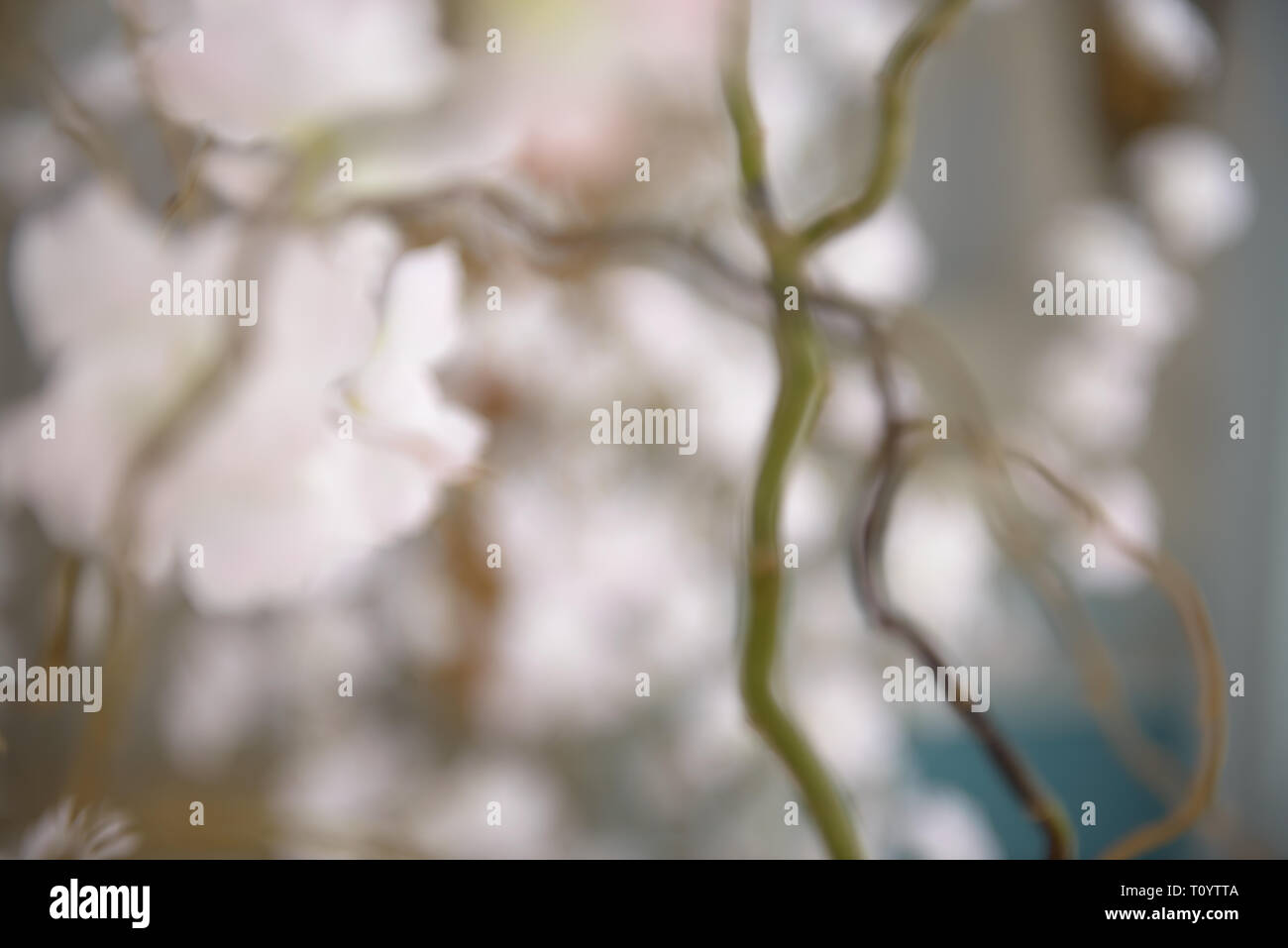 Spring bright abstract background with flowering trees Stock Photo - Alamy