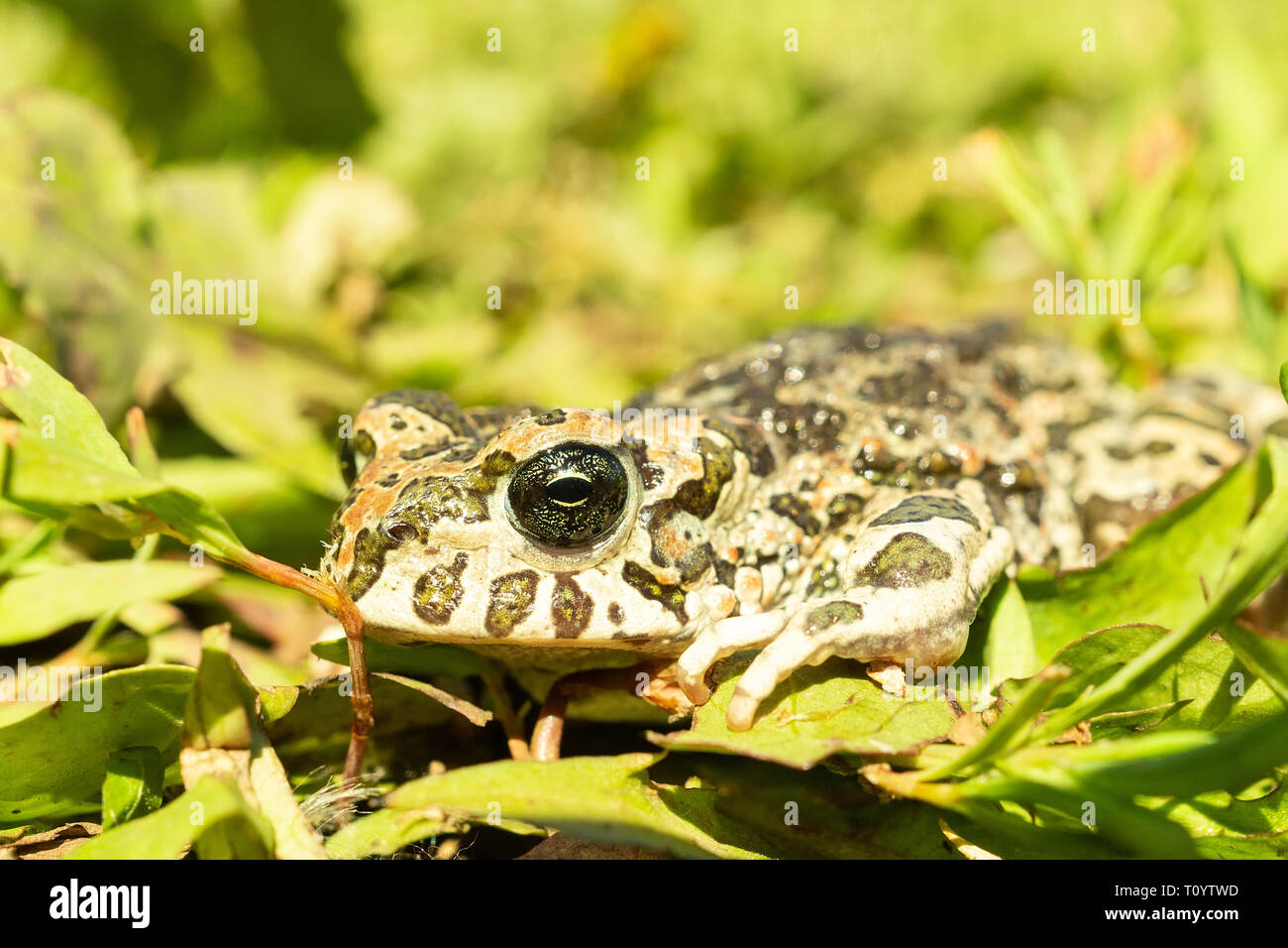 Toad sitting on the ground among green leaves on a sunny spring day ...