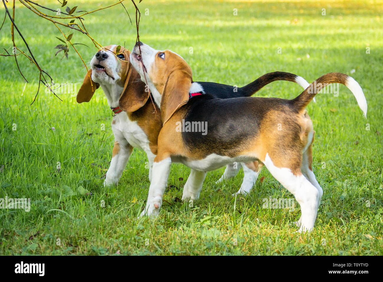 Dog breed beagle lying on the green grass in the Park Stock Photo - Alamy