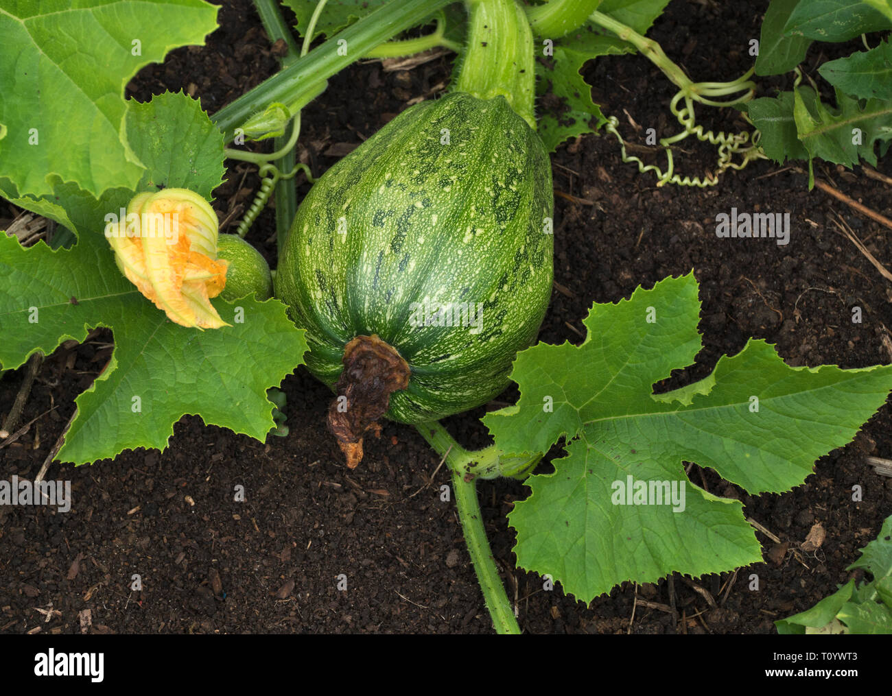 Squash growing on the vegetable bed in the garden Stock Photo - Alamy