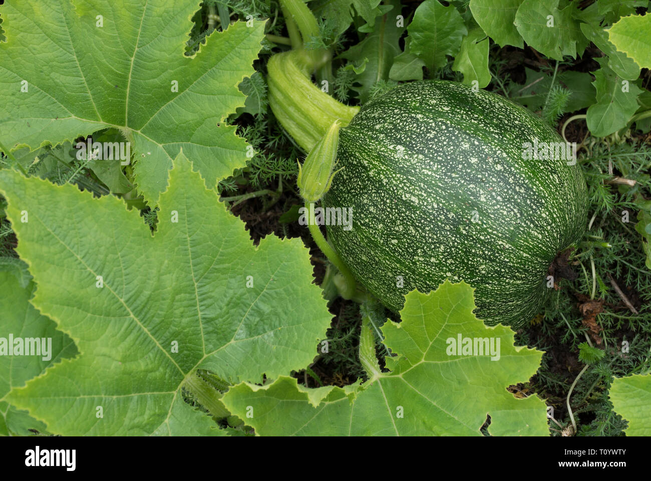 Squash growing on the vegetable bed in the garden Stock Photo - Alamy
