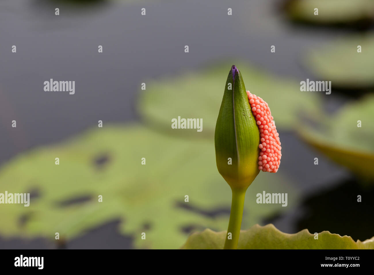 Violet shells hi-res stock photography and images - Alamy