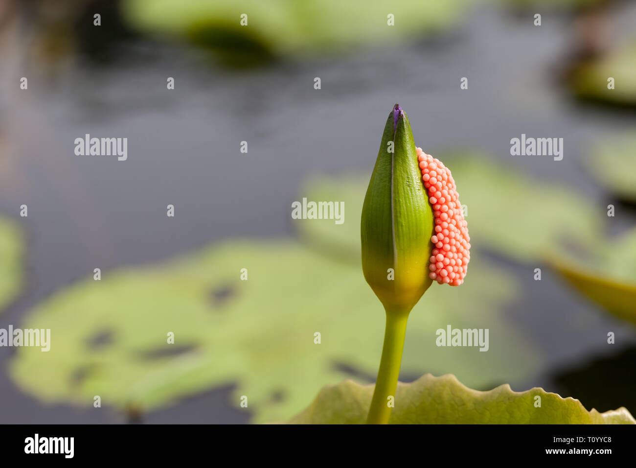 Violet shells hi-res stock photography and images - Alamy