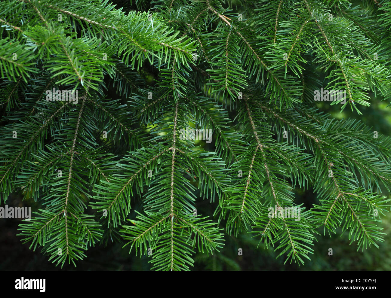 Green spruce branches as a textured background Stock Photo - Alamy