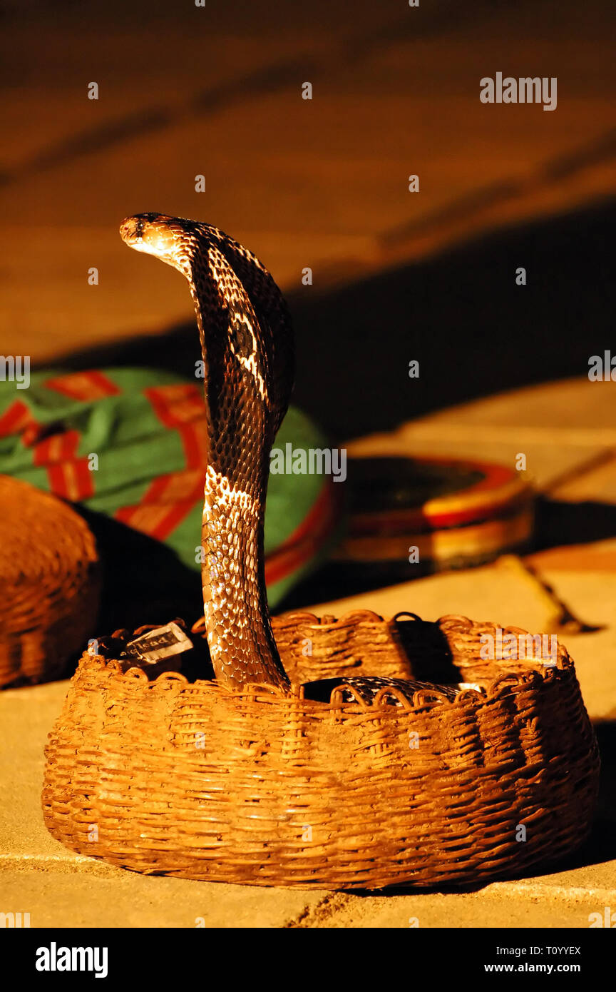 Images of snakes hi-res stock photography and images - Alamy